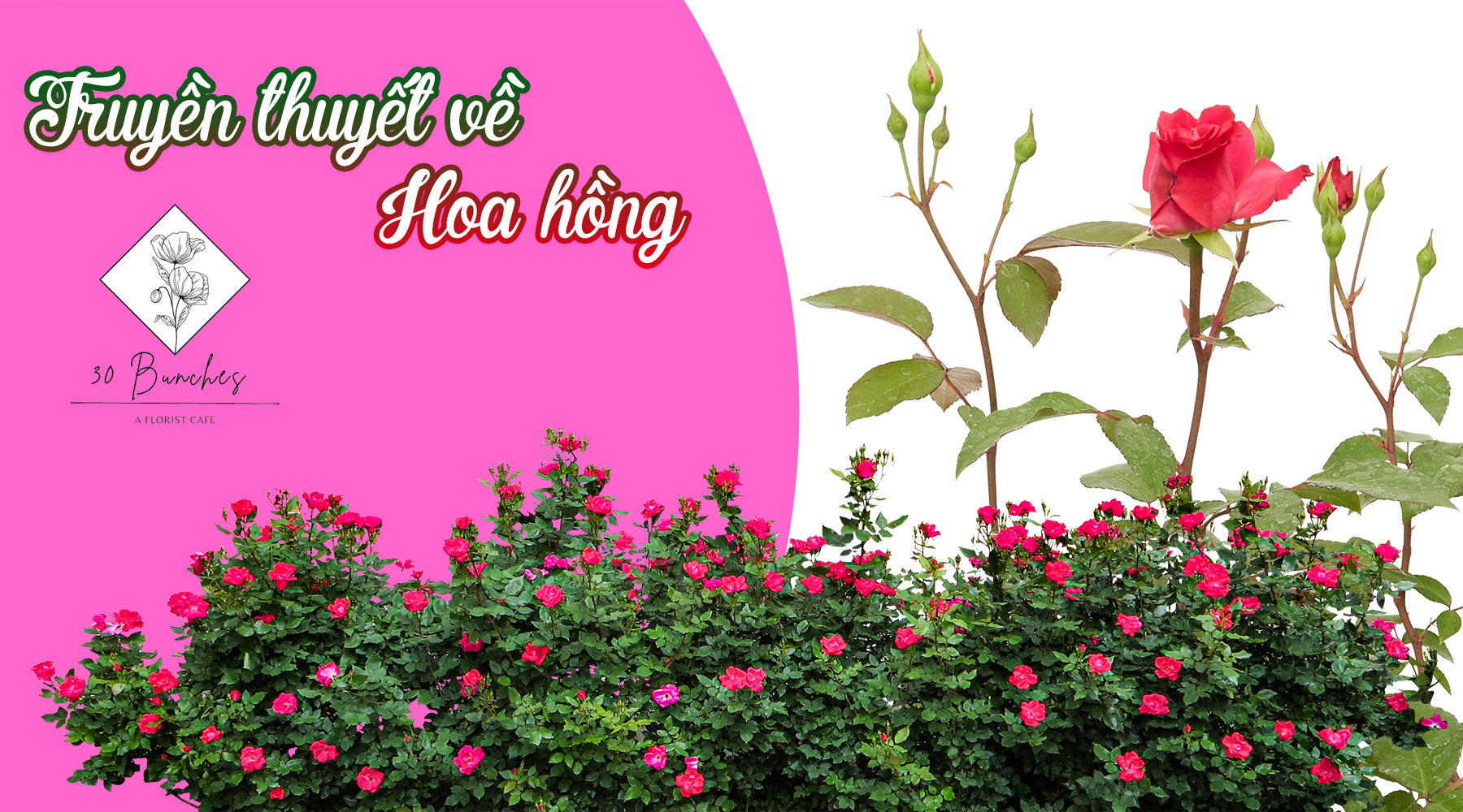 Hoa hồng trong thần thoại và truyền thuyết - Tiệm hoa 30 Bunches Phú Mỹ ...